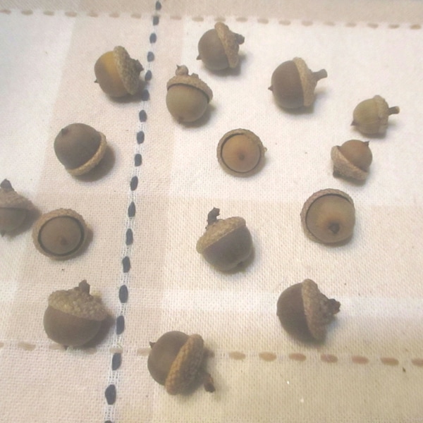 Miniature Acorns - Etsy