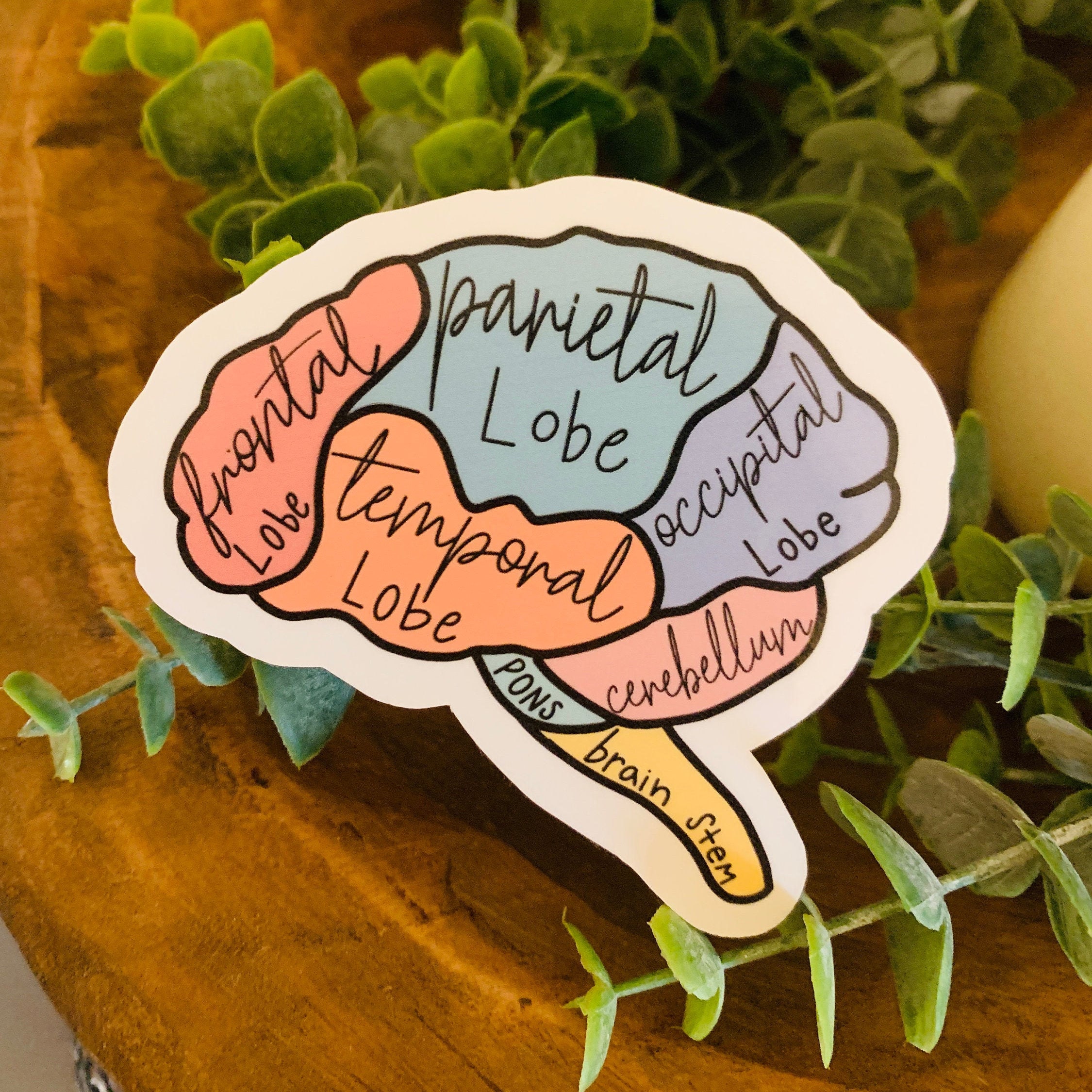 Brain Sticker Neuroscience Psychology Brain Anatomy - Etsy Ireland