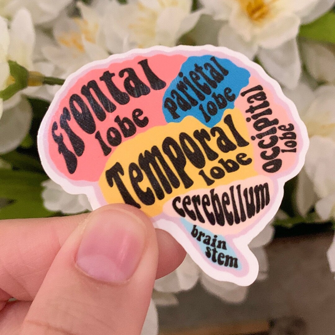 Brain Sticker Neuroscience Psychology Brain Anatomy - Etsy