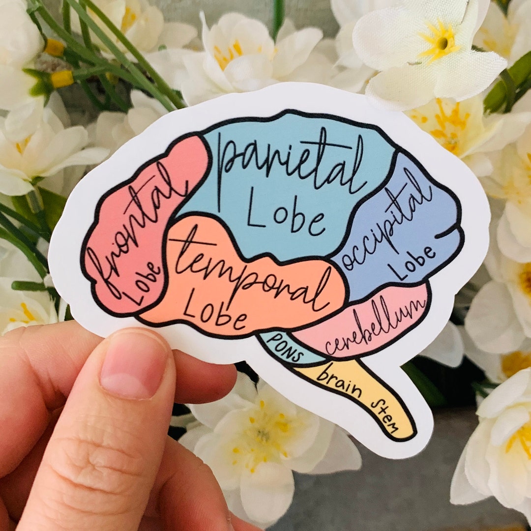 Brain Sticker Neuroscience Psychology Brain Anatomy - Etsy Ireland