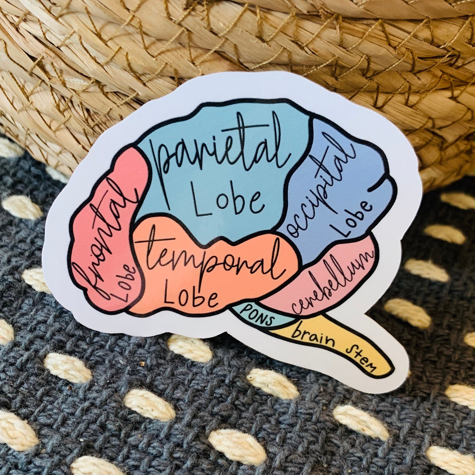 Brain Sticker Neuroscience Psychology Brain Anatomy - Etsy