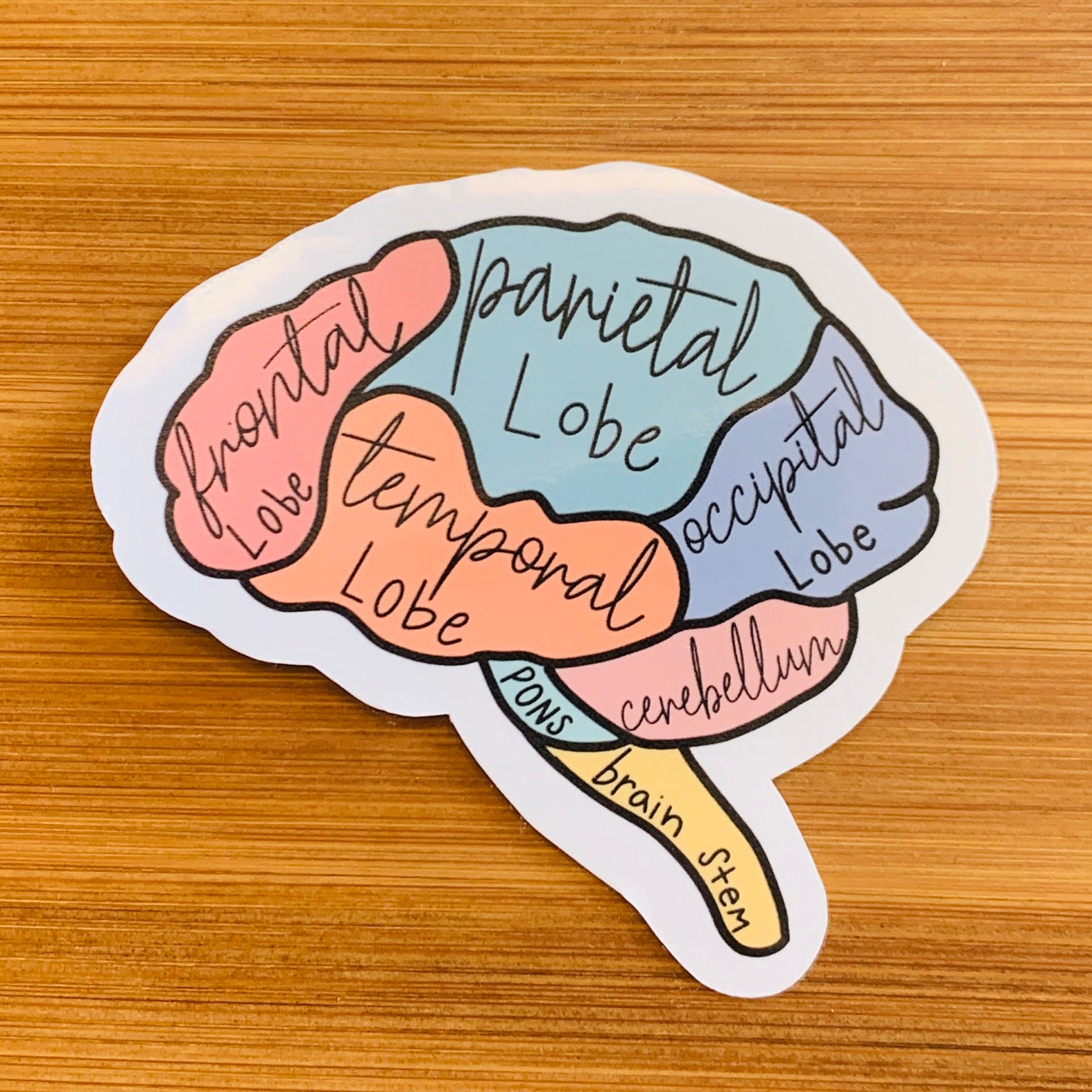 Brain Sticker Neuroscience Psychology Brain Anatomy - Etsy Ireland