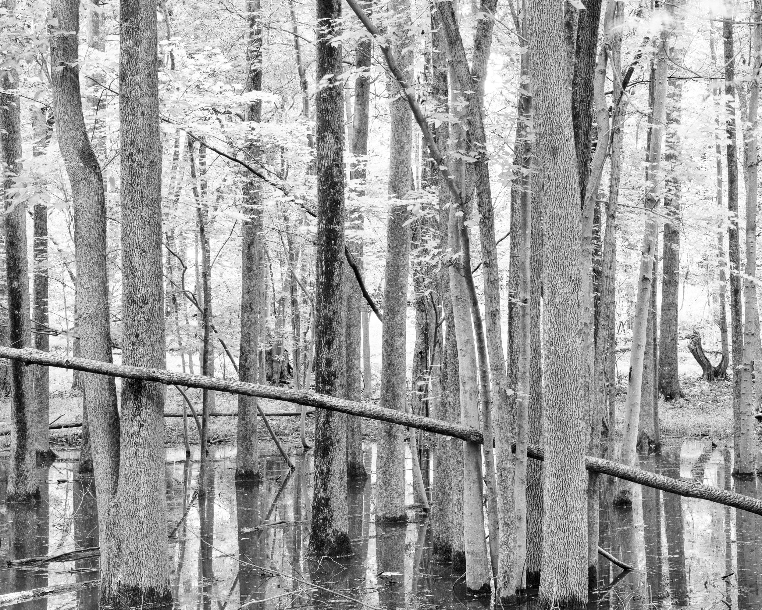 Diagonal Tree and Swamp - 20x16 Archival Collectors Print - Valley ...