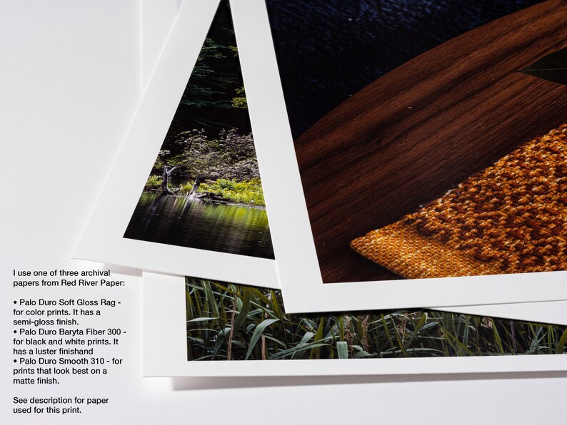 Diagonal Tree and Swamp - 20x16 Archival Collectors Print - Valley ...