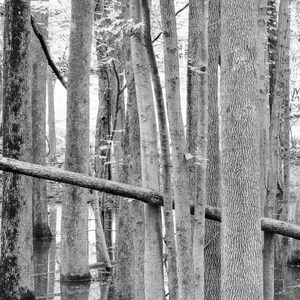 Diagonal Tree and Swamp 20x16 Archival Collectors Print Valley Cottage ...