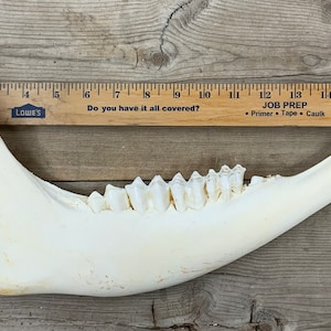 Authentic Montana American Bison Buffalo Jaw Bone - Etsy