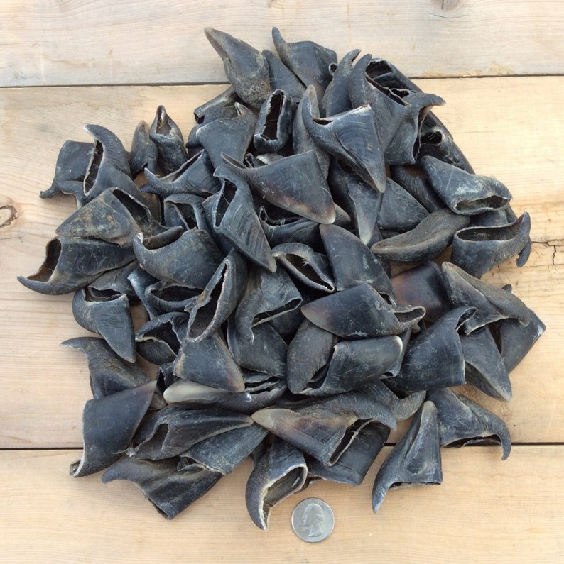 100 Deer Hooves Toes Crafts - Etsy