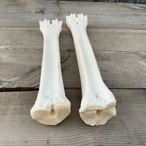 2 Large Animal Leg Bone Cannon Bones Metacarpal Metatarsal - Etsy