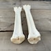 2 Large Animal Leg Bone Cannon Bones Metacarpal Metatarsal - Etsy