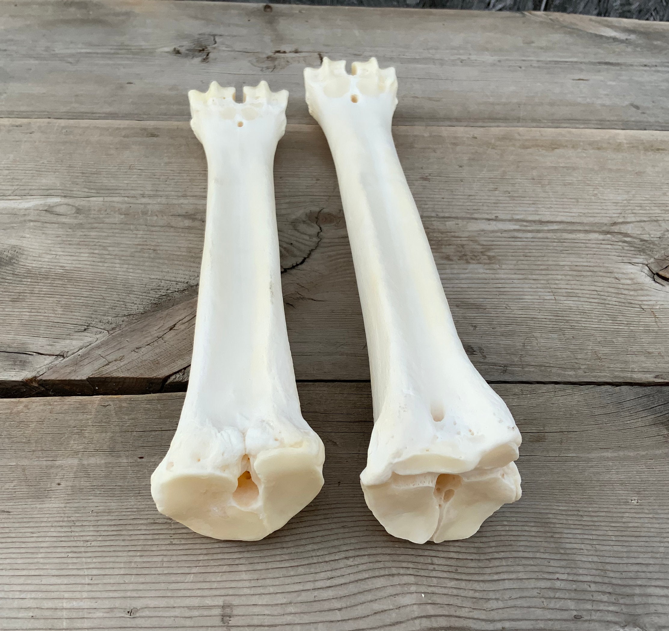 2 Large Animal Leg Bone Cannon Bones Metacarpal Metatarsal - Etsy