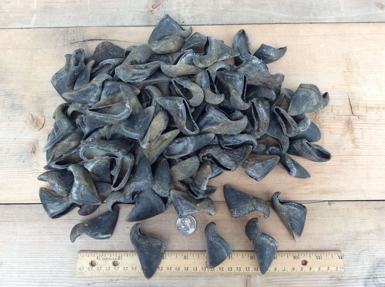 100 Pronghorn Antelope Hooves Rattles Renaissance Faire Pow | Etsy