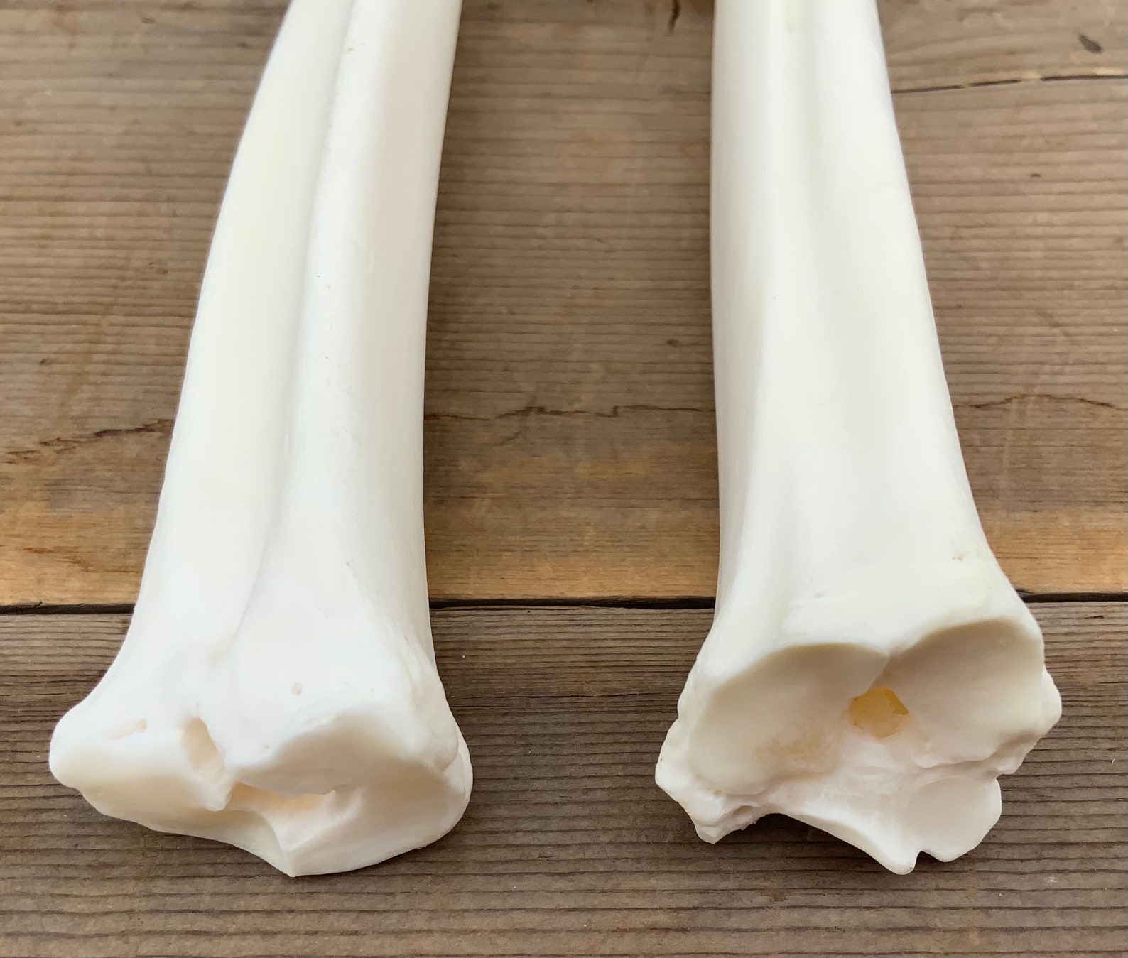 2 Deer Leg Cannon Bones Metacarpal Metatarsal - Etsy