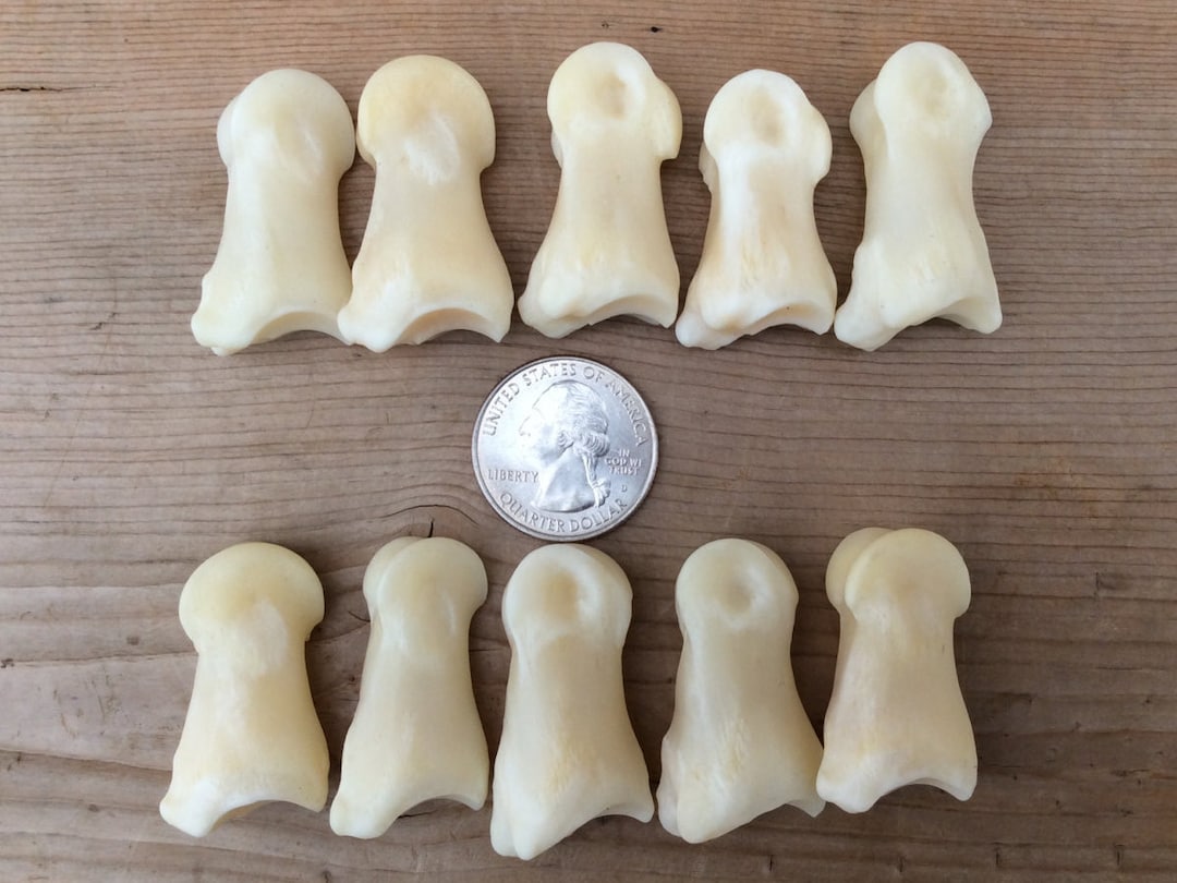 10 Deer Second Phalanx Middle Phalanx Bones Phalanges Knuckle Bones - Etsy