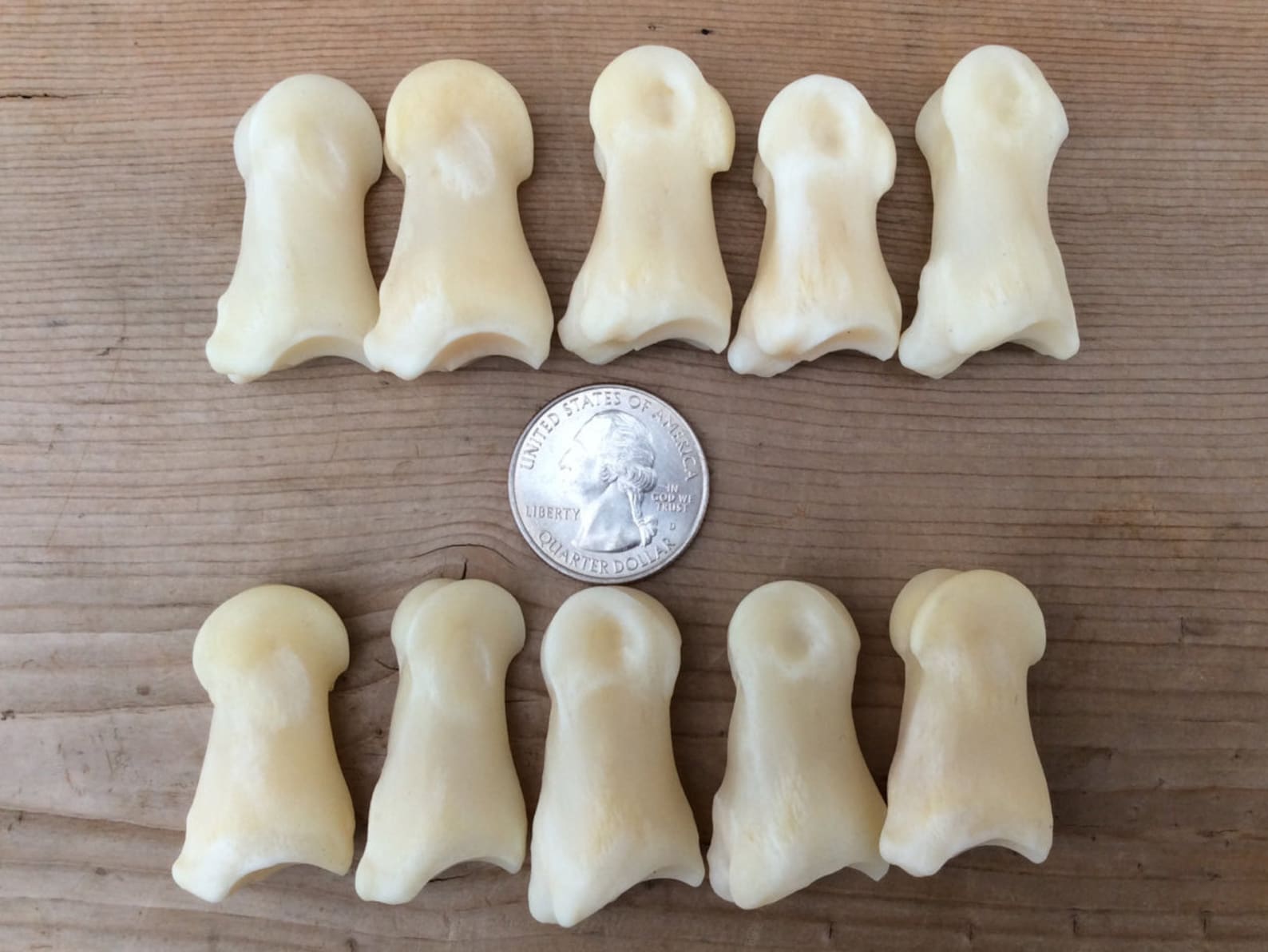 10 Deer Second Phalanx Middle Phalanx Bones Phalanges Knuckle Bones - Etsy