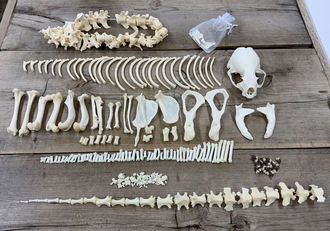 River Otter Skeleton Authentic Lontra Canadensis Disarticulated - Etsy