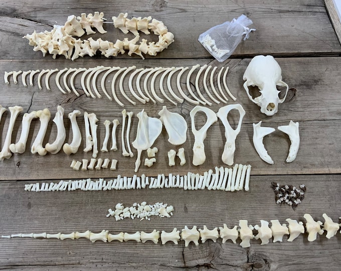 River Otter Skeleton Authentic Lontra Canadensis Disarticulated - Etsy