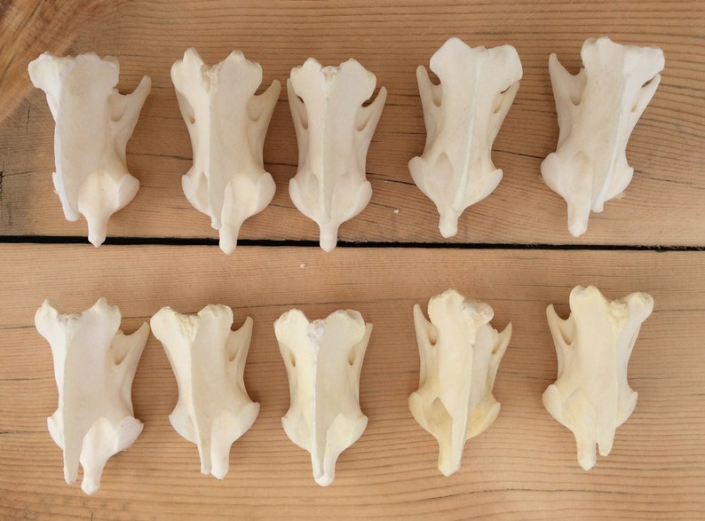 10 Coyote Vertebra Axis Bones Canis Latrans - Etsy