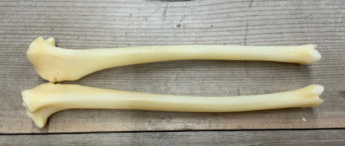 2 Fox Tibia Leg Bones | Etsy