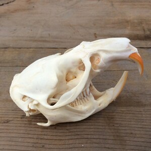Muskrat Skull Authentic Montana Ondatra Zibethicus - Etsy