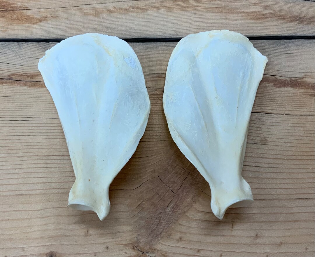 2 Fox Scapula Bones Shoulder Blades - Etsy
