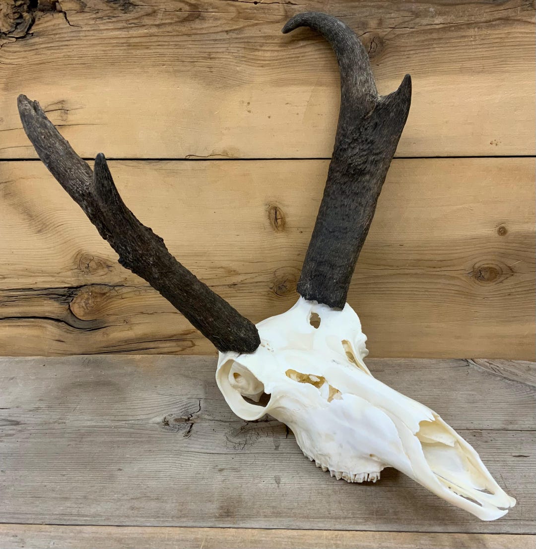 Pronghorn Antelope Skull European Mount Authentic Montana - Etsy