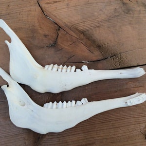 Authentic Montana Pronghorn Antelope Jaws Mandible Matched Pair - Etsy