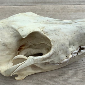 Coyote Skull Nature Cleaned Real Authentic Montana Coyote Skull - Etsy