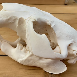 Beaver Skull Extra Large Authentic Montana Skull Castor Canadensis - Etsy