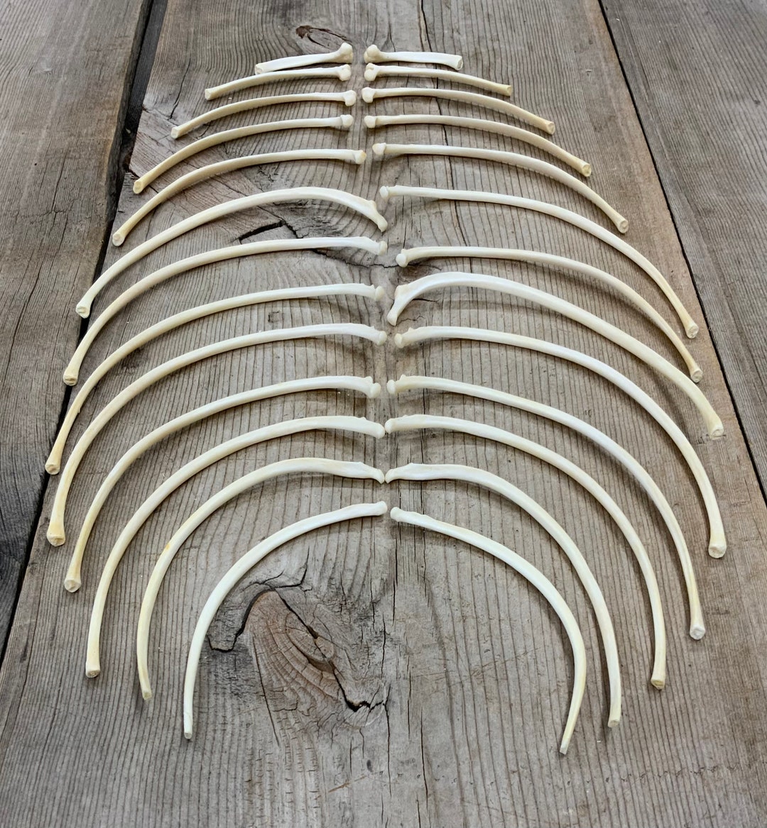 Coyote Rib Bones Complete Set - Etsy