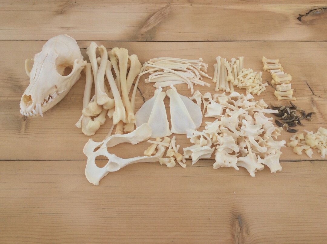 Authentic Red Fox Skeleton Disarticulated - Etsy