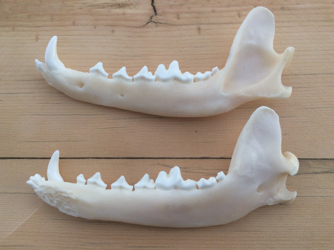 Coyote Jaws Mandibles Matched Pair Authentic - Etsy