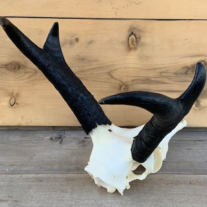 Pronghorn Antelope Skull European Mount Authentic Montana - Etsy