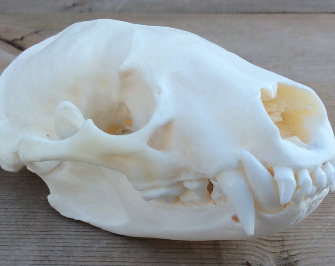 Badger Skull Authentic Montana Badger Skull Taxidea Taxus - Etsy