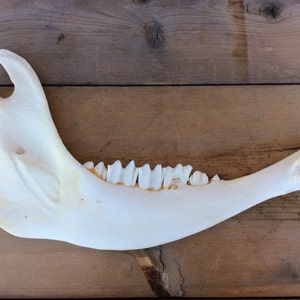 Authentic Montana American Bison Buffalo Jaw Bone - Etsy