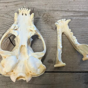 Badger Skull Authentic Montana Badger Skull Taxidea Taxus #2 Grade - Etsy