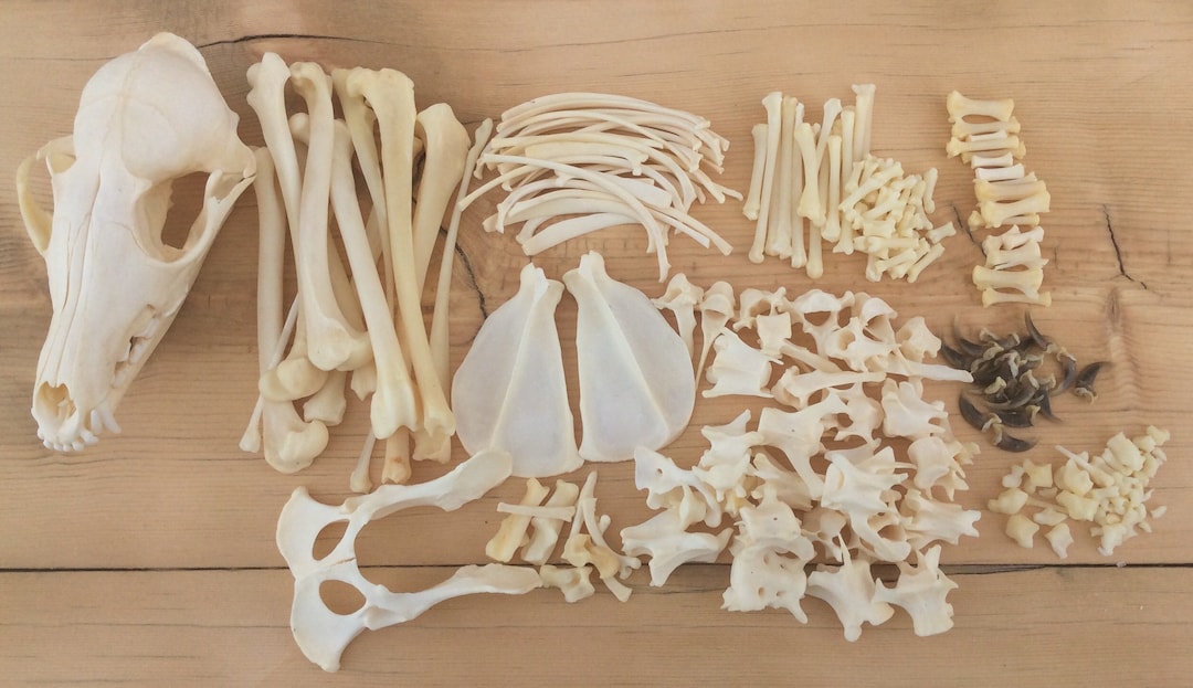 Authentic Coyote Skeleton Disarticulated - Etsy