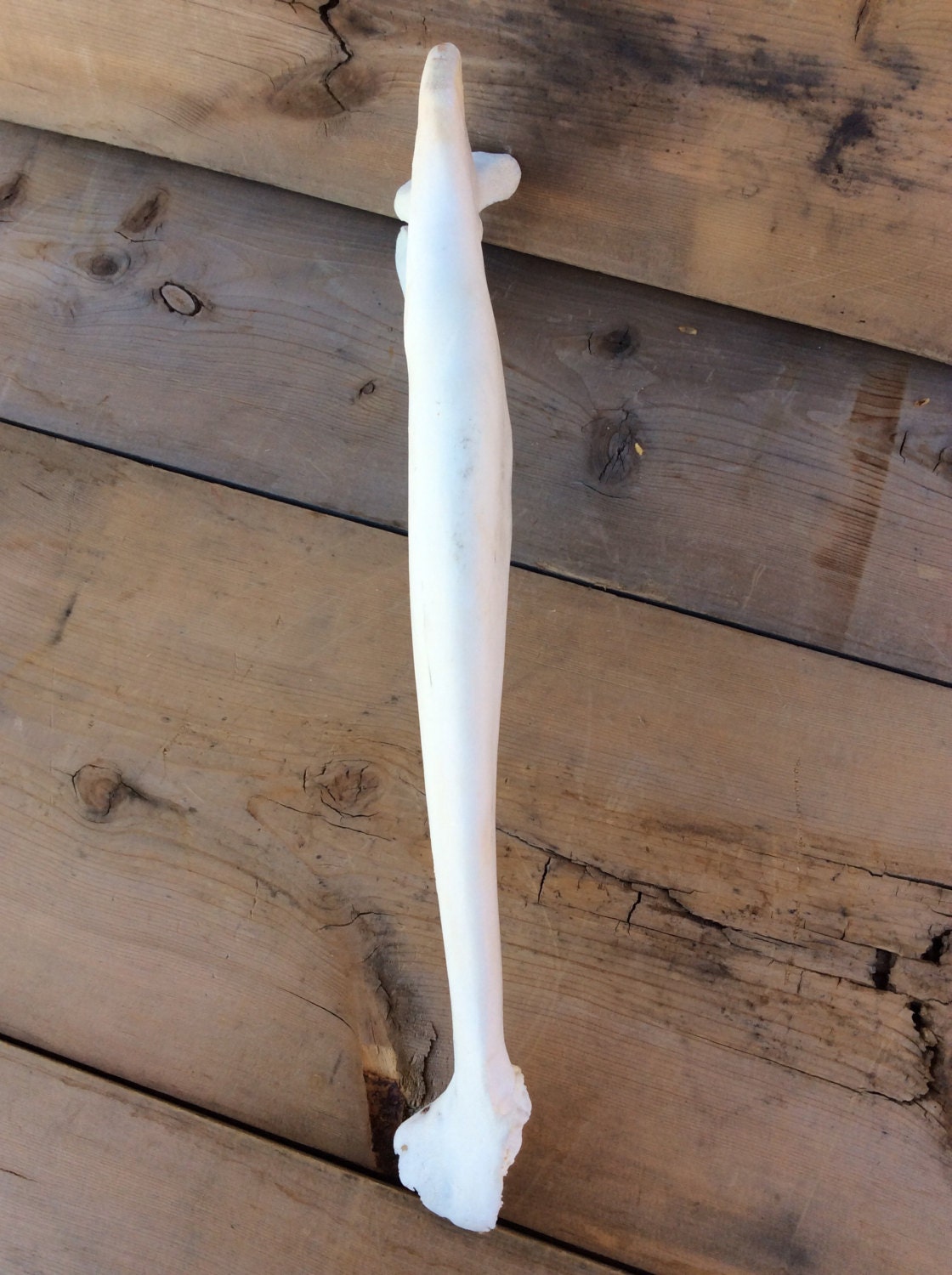 Authentic Montana American Bison Buffalo Jaw Bone - Etsy