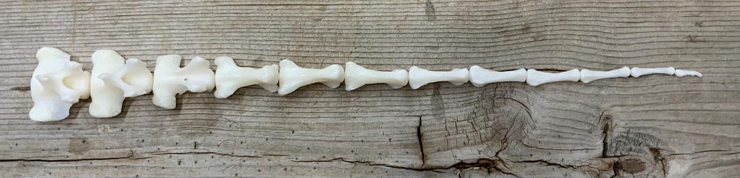 Whitetail Deer Tail Bone Set - Etsy