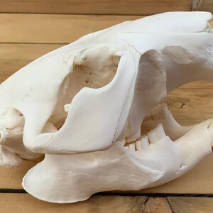 Beaver Skull Extra Large Authentic Montana Skull Castor Canadensis - Etsy