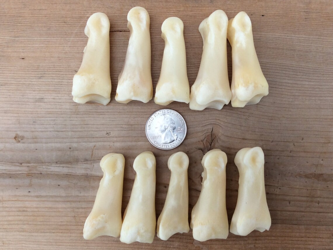 10 Deer First Phalanx Proximal Phalanx Bones Phalanges Knuckle Bones - Etsy