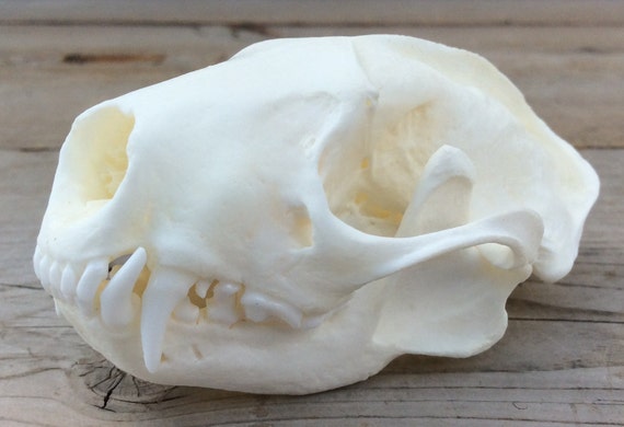 Mephitis Mephitis Skull
