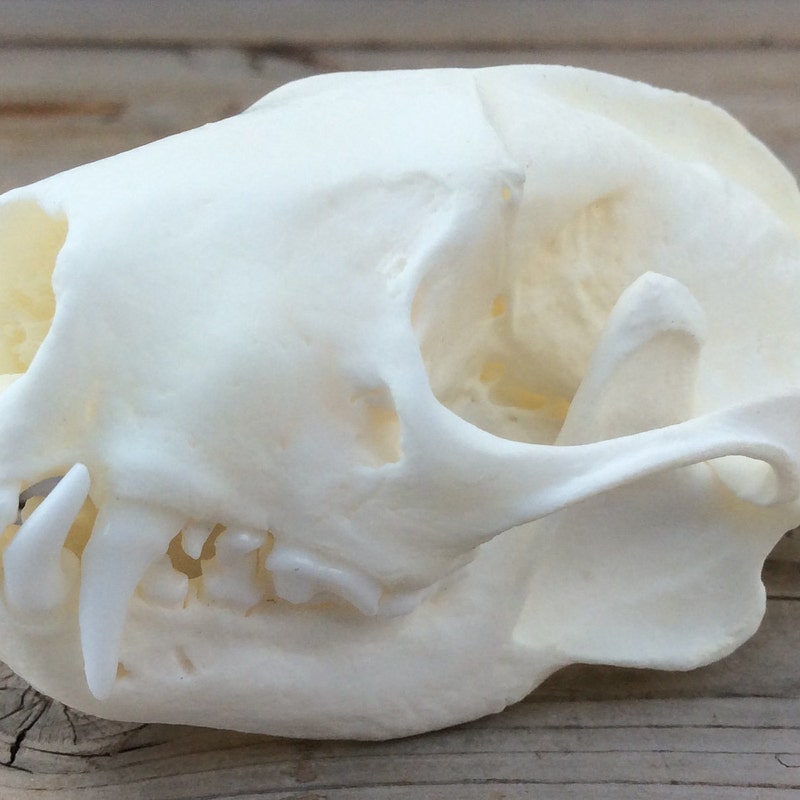 Skunk Skull - Etsy