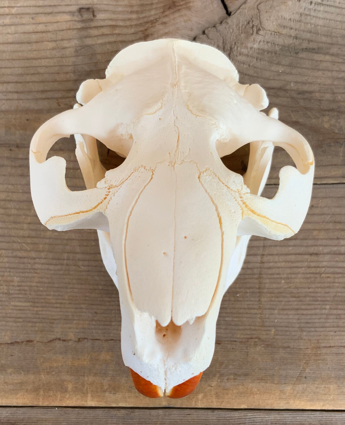 Beaver Skull Authentic Montana Skull Castor canadensis | Etsy