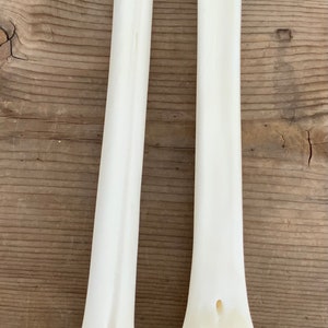 2 Deer Leg Cannon Bones Metacarpal Metatarsal - Etsy