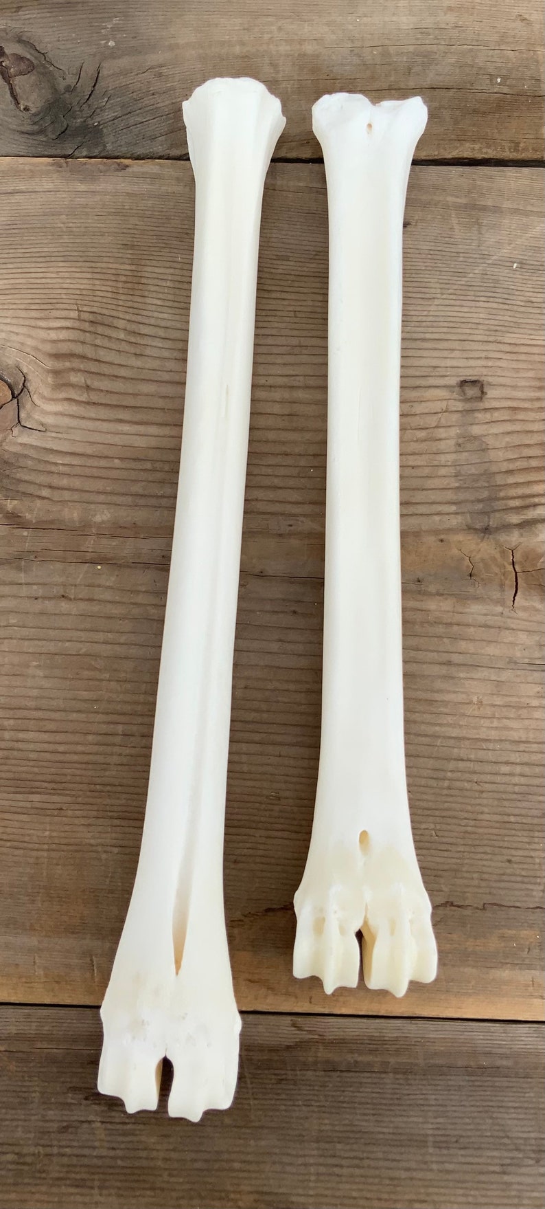2 Deer Leg Cannon Bones Metacarpal Metatarsal - Etsy