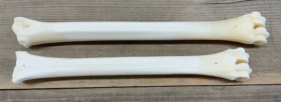 2 Pronghorn Antelope Leg Cannon Bones Metacarpal Metatarsal - Etsy