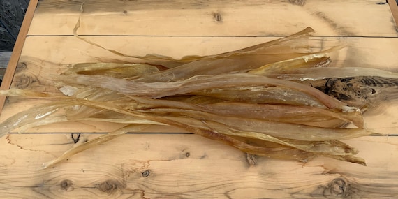 5 Deer Backstrap Sinew Authentic 14-16 | Etsy