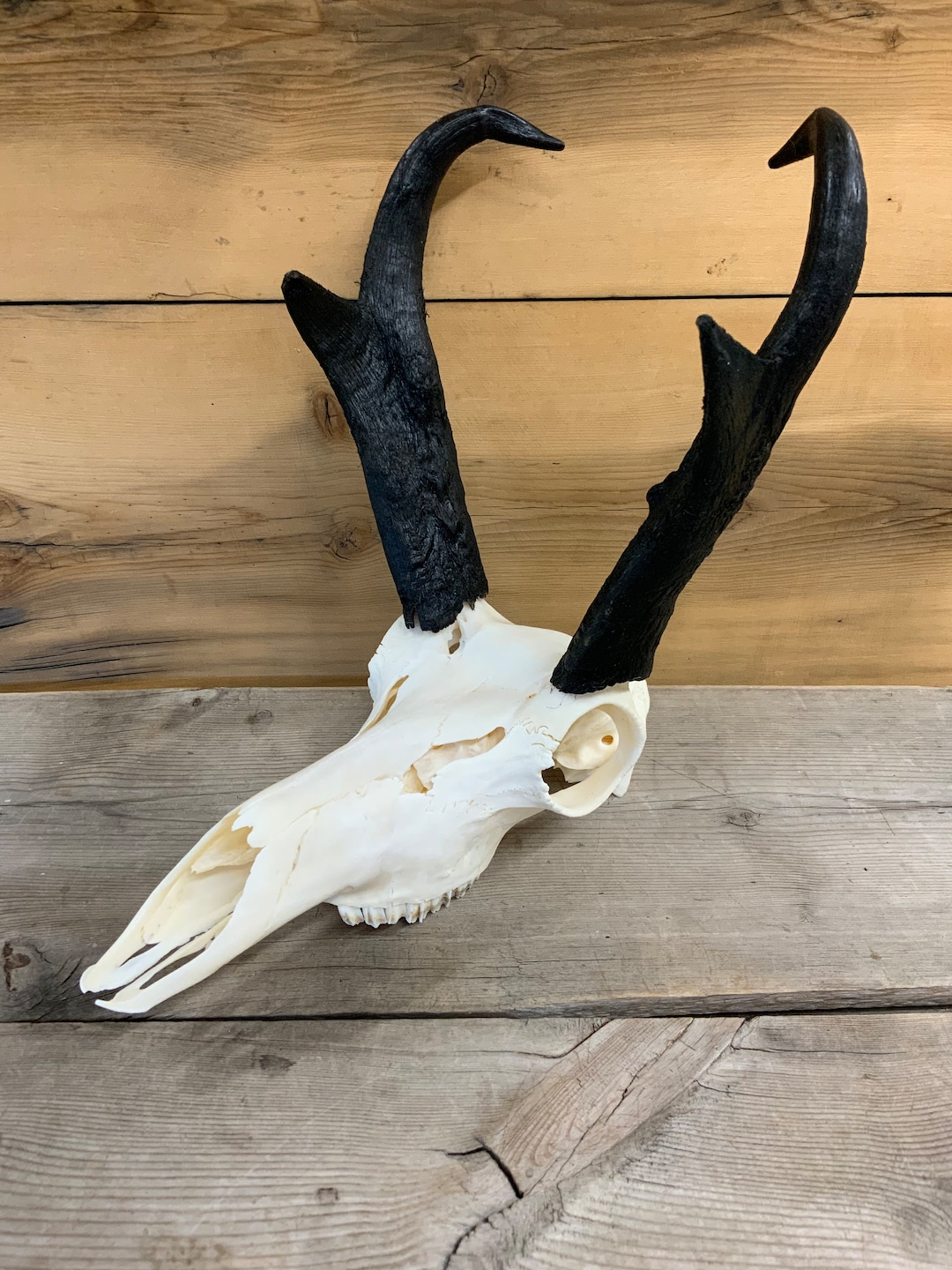 Pronghorn Antelope Skull European Mount Authentic Montana - Etsy