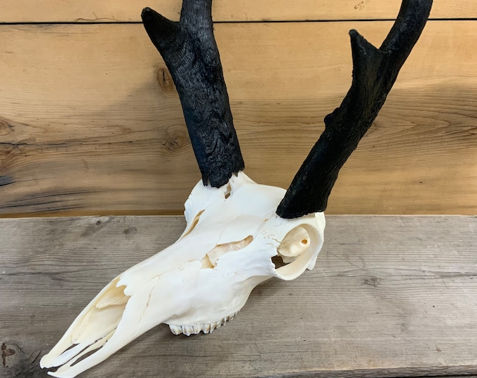 Pronghorn Antelope Skull European Mount Authentic Montana - Etsy