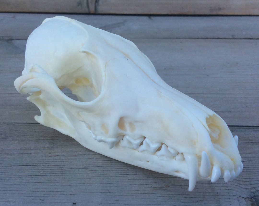 Fox Skull Authentic Red Fox Skull - Etsy